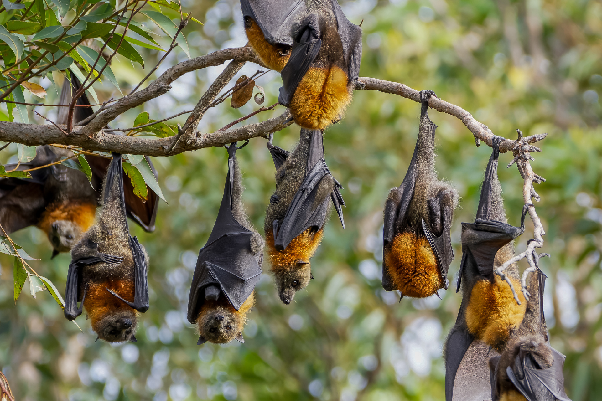 Nipah Virus Outbreak: Risks, Surveillance & Preparedness